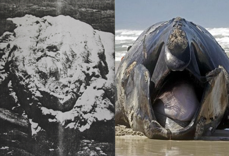 TRUNKO BUNKO by Max Hawthorne - Max Hawthorne