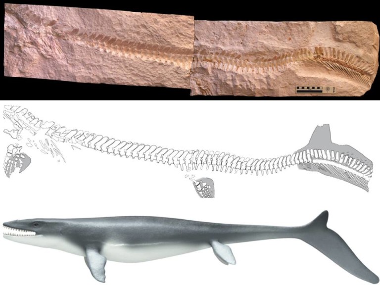 MOSASAUR FIN LOBES: COMING UP FOR AIR - Max Hawthorne