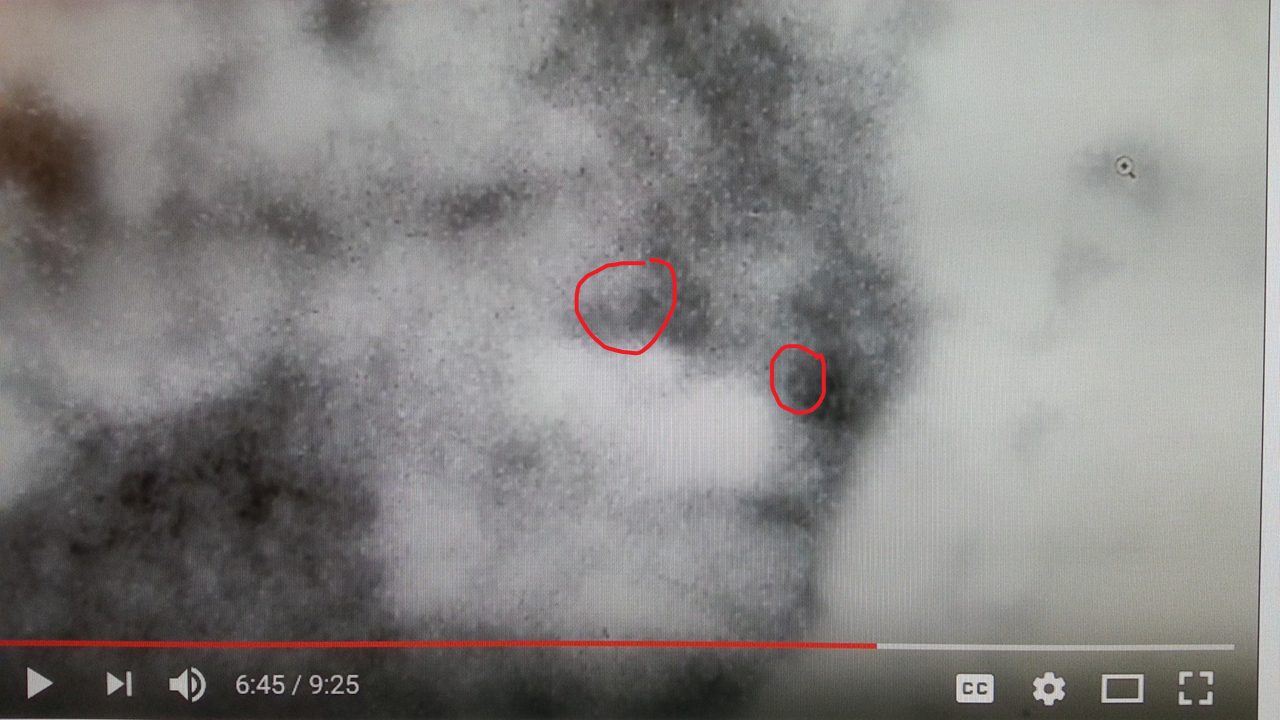 The eyes of "Pattie" the Sasquatch in the Patterson film show us plenty
