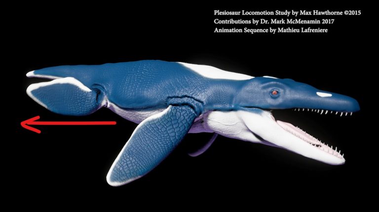 Plesiosaur Swimming method: by Max Hawthorne & Mark McMenamin