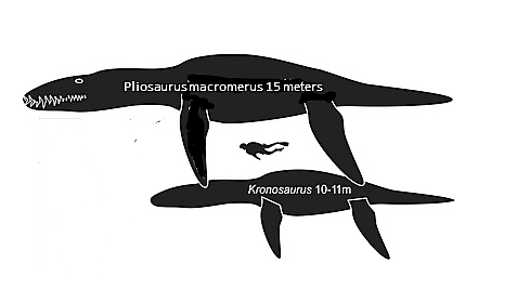 APEX PREDATOR SPOTLIGHT: PLIOSAURUS MACROMERUS
