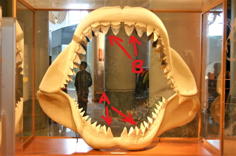 MEGALODON BITE, THE SECRET BEHIND IT [REVEALED]