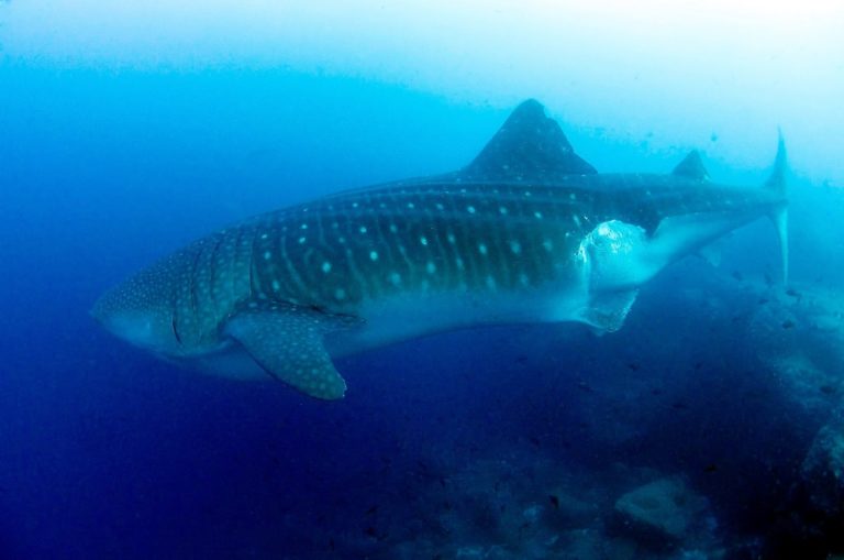 Great White Sharks Attacking Whale Sharks: How does the gentle giant ...