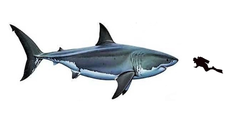 APEX PREDATOR SPOTLIGHT - OTODUS OBLIQUUS - Max Hawthorne