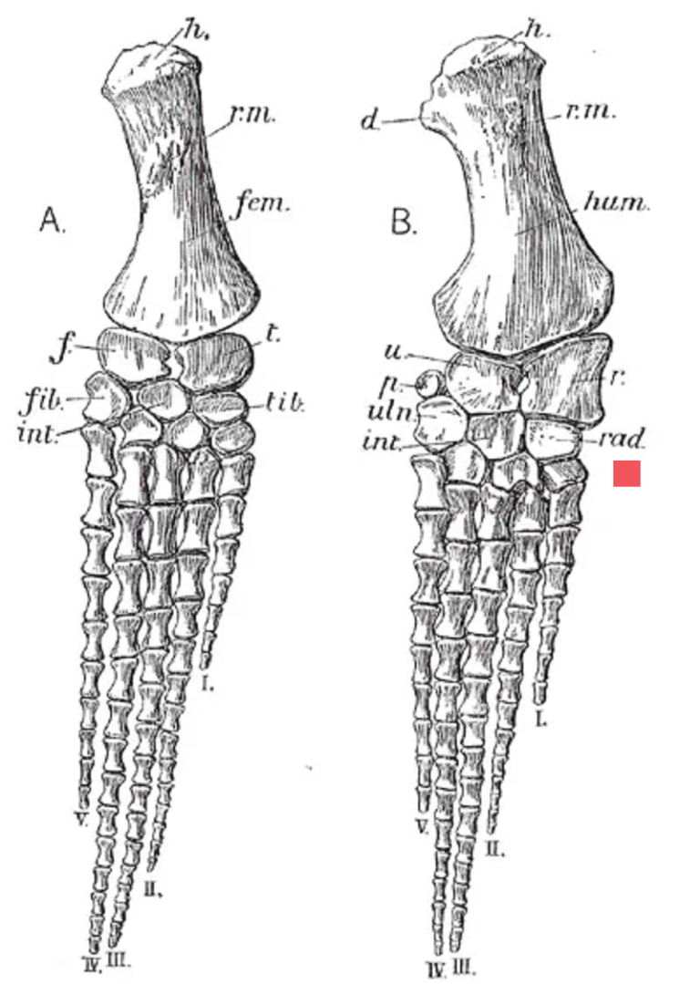 Did a Russian Pliosaur Rule the Cretaceous Seas?