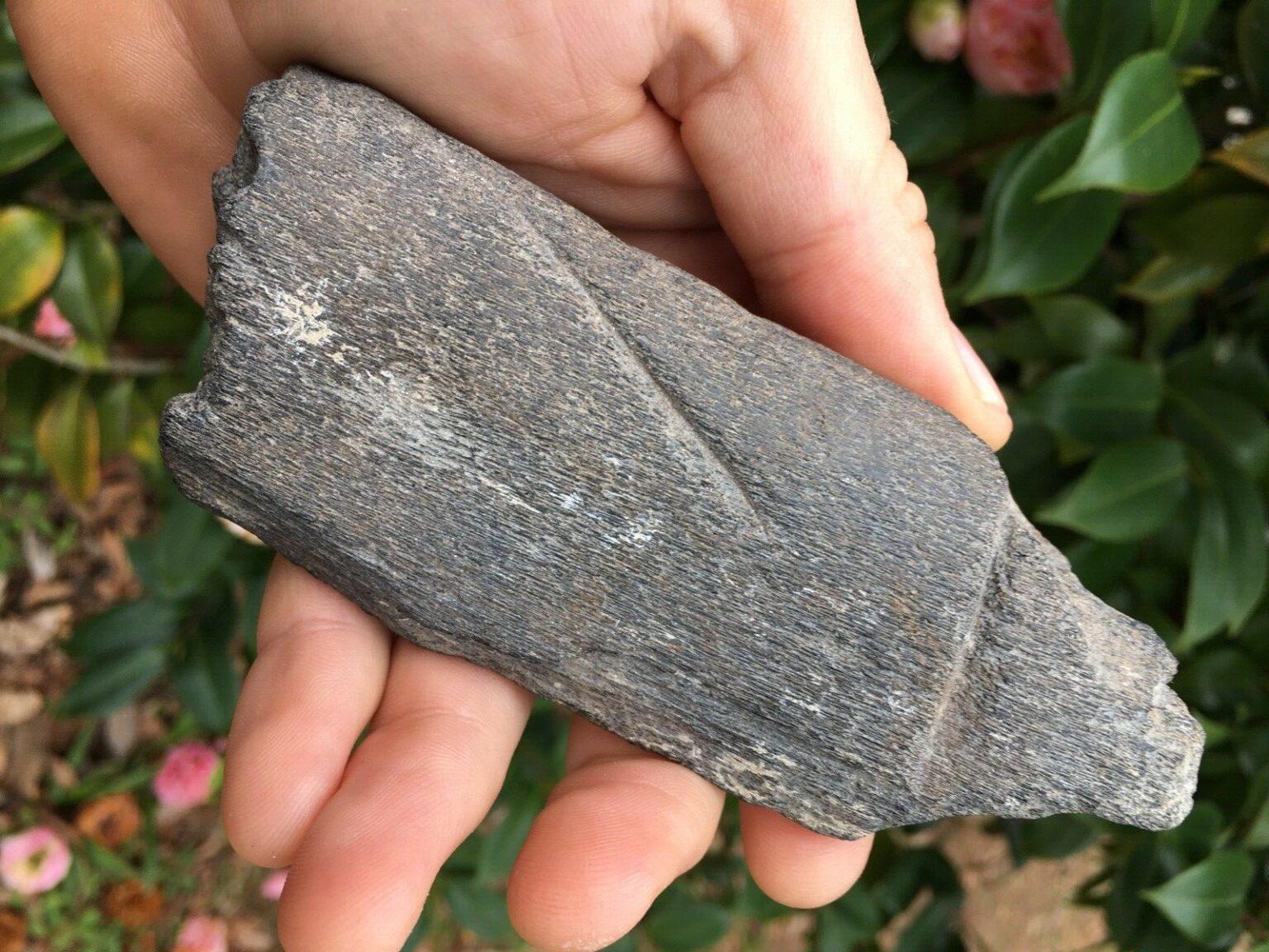 What Did Megalodon Eat? [SECRET REVEALED] - Max Hawthorne