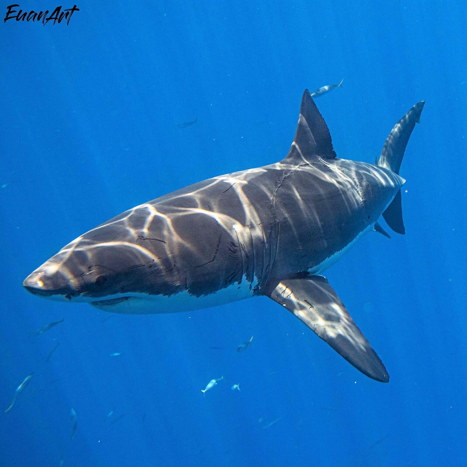 How Big Was the Monster Shark That Took This Bite? - Max Hawthorne